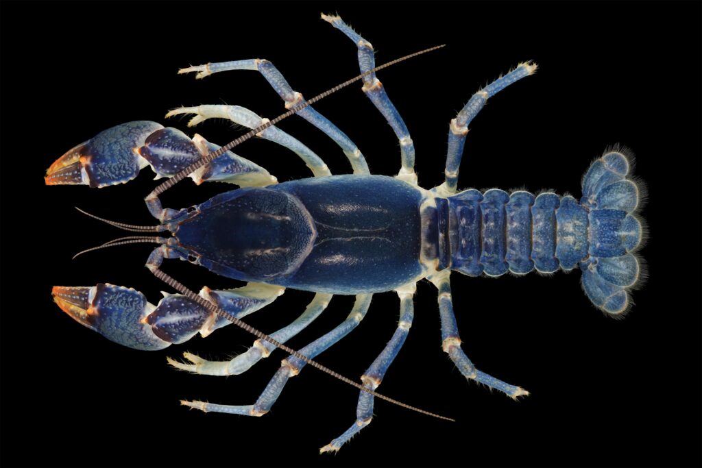 Tennessee Wildlife Resources Agency examining potential new crayfish ...